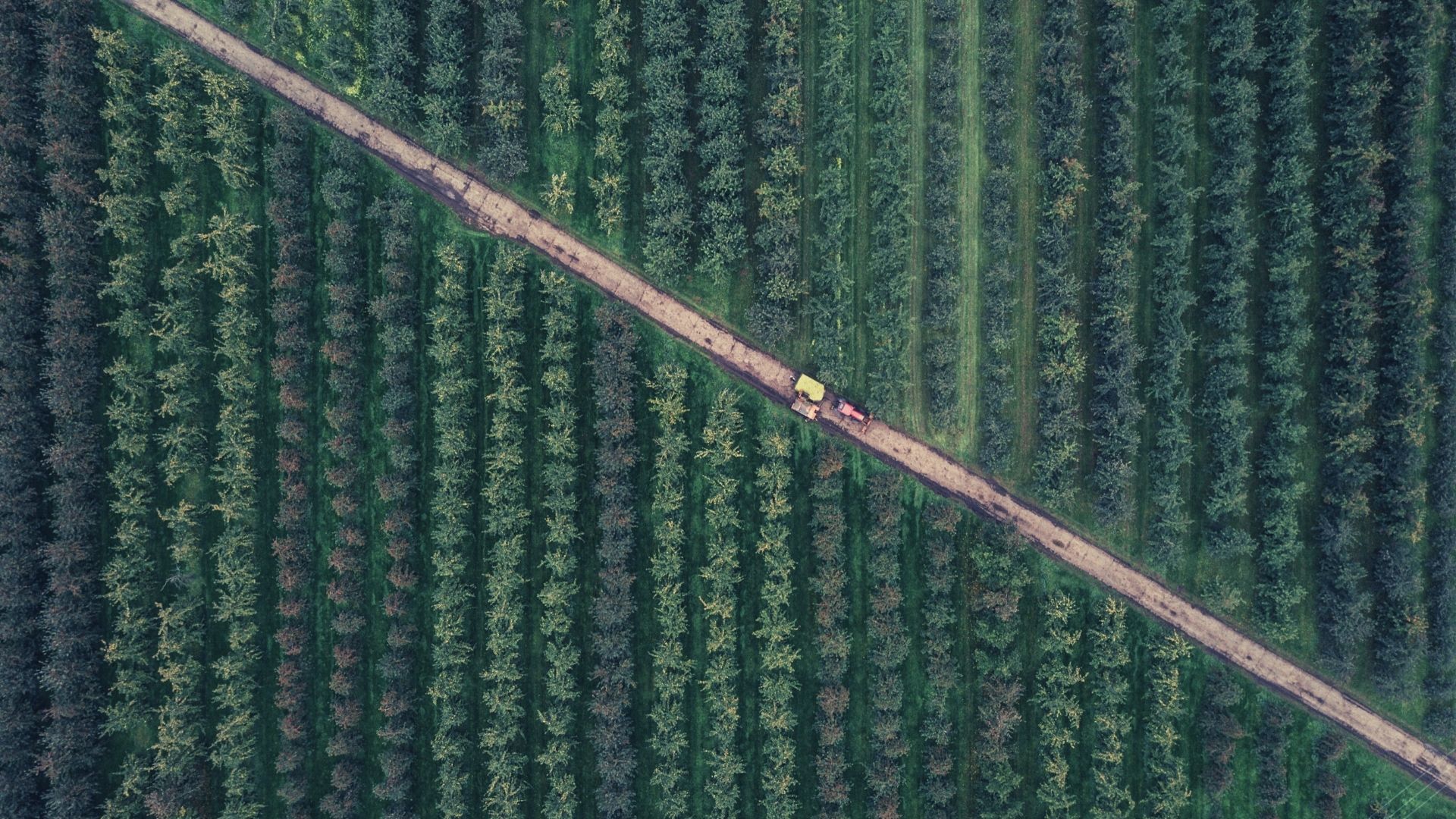 Plant on Demand: Plataforma de digitalización de productores locales